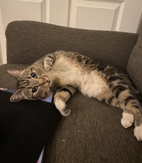 Social Media Profile