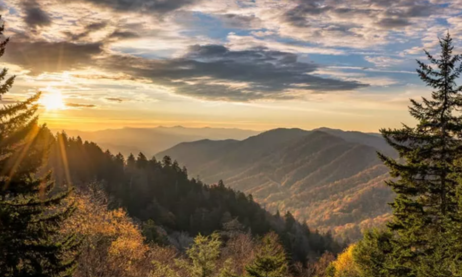 Social Media Profile